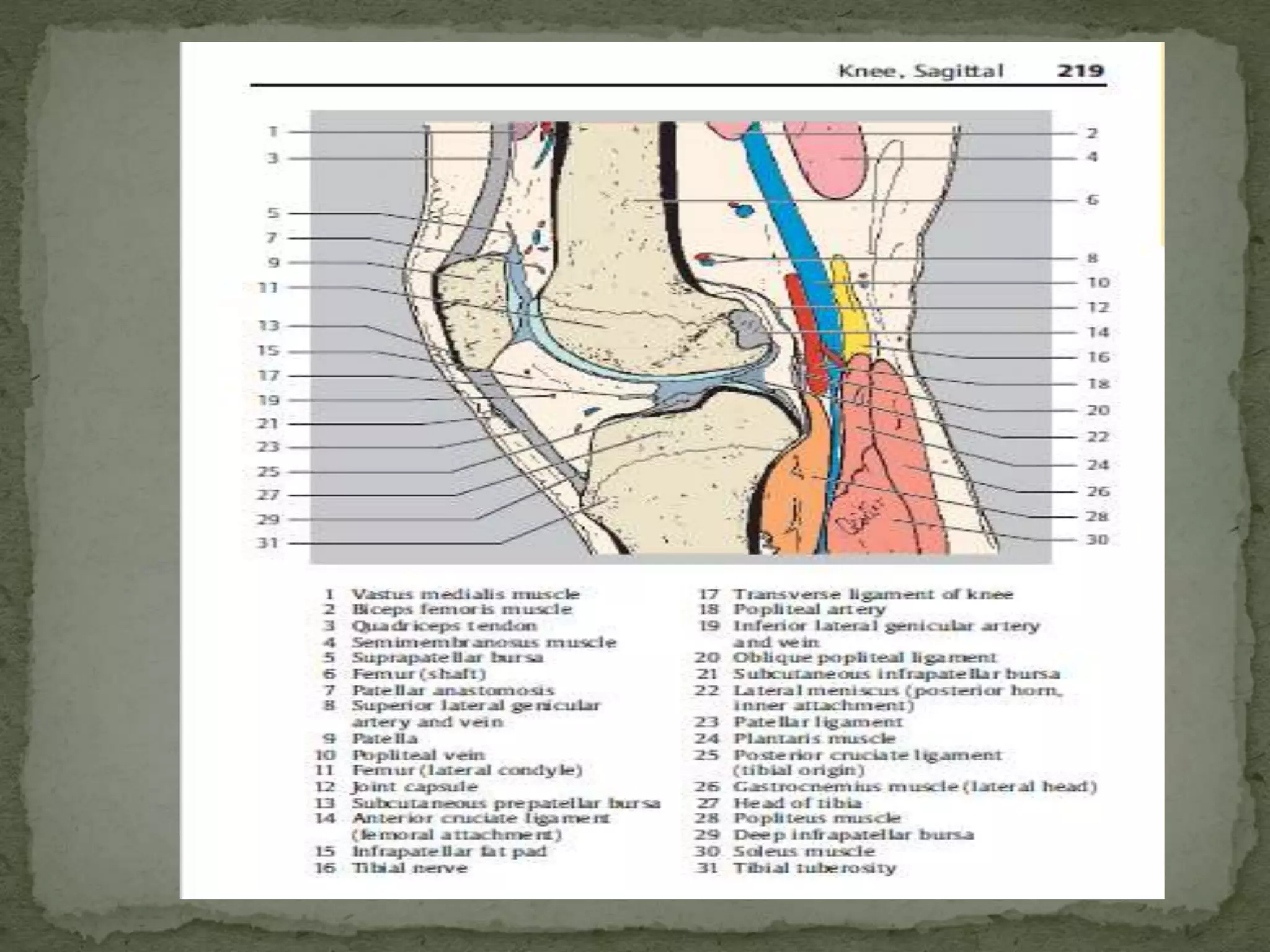 Anatomy and imaging of knee joint | PPTX