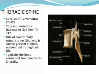 ANATOMY AND IMAGING OF THE SPINE AND TM.pptx