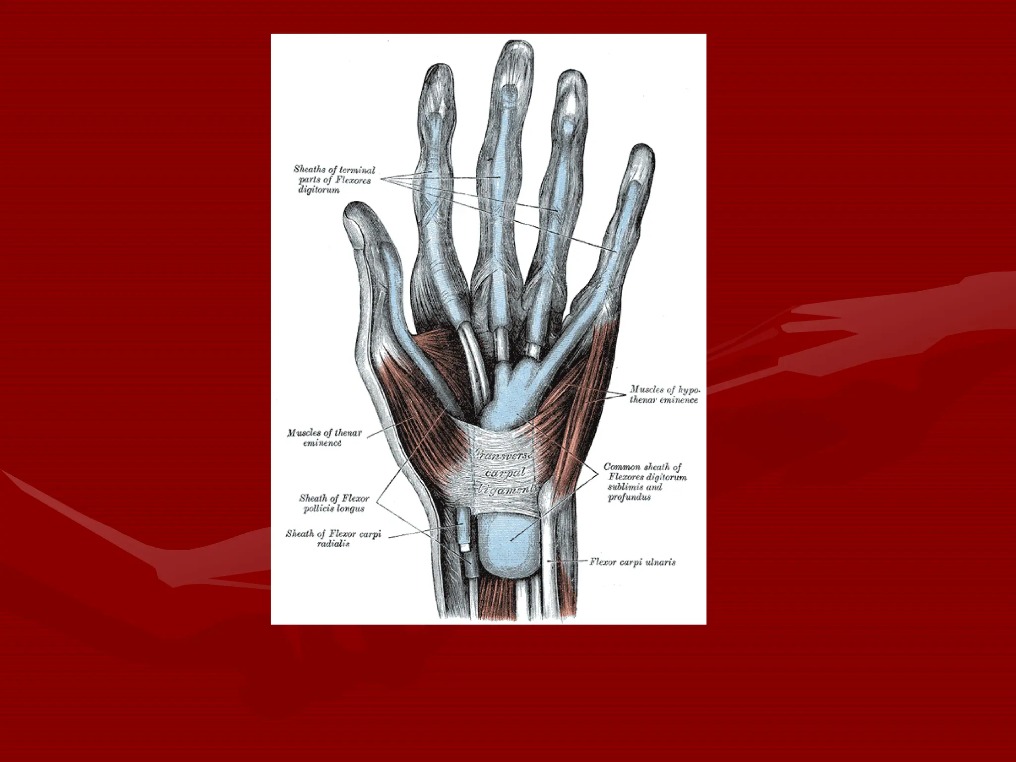 Anatomy and Injuries to the Wrist and Hand.ppt