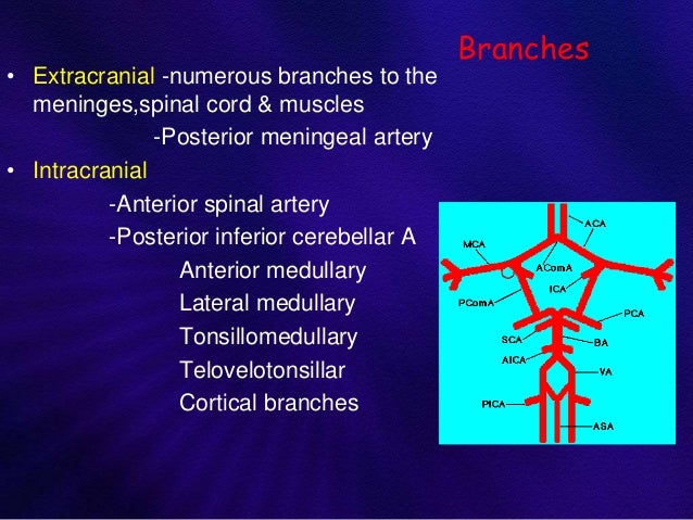 Anatomy and intervention in cerebral vasculature