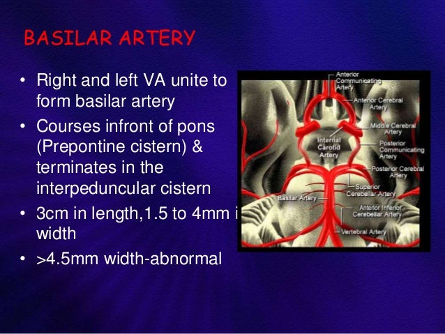Anatomy and intervention in cerebral vasculature