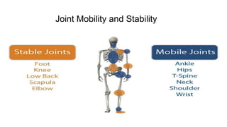 Anatomy and kinesiology | PPTX