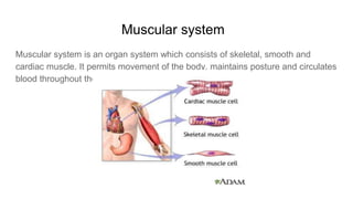 Anatomy and kinesiology | PPTX