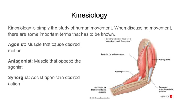 Anatomy and kinesiology | PPTX
