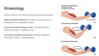 Anatomy and kinesiology | PPTX