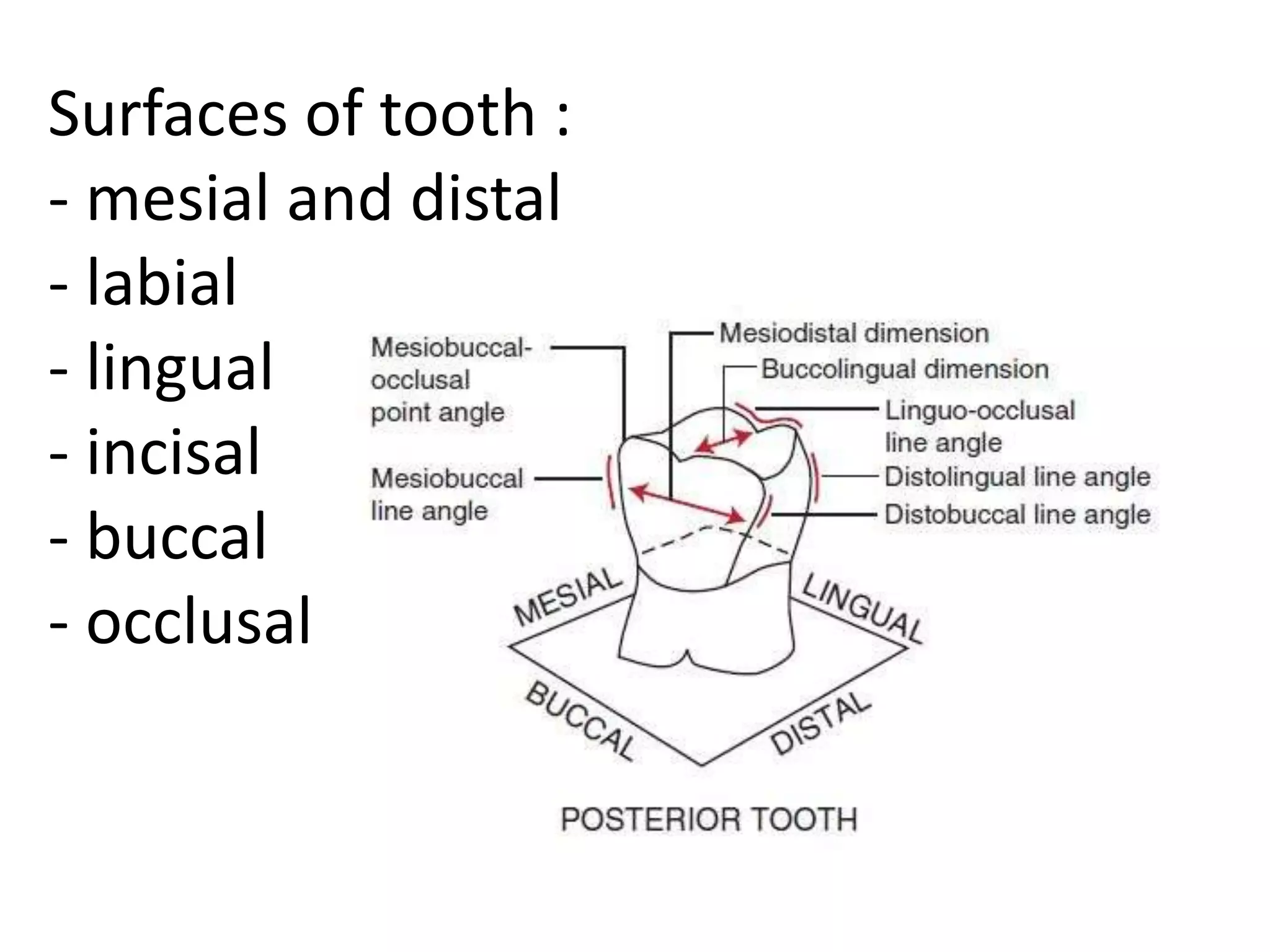 Anatomy and morphology of teeth | PPTX