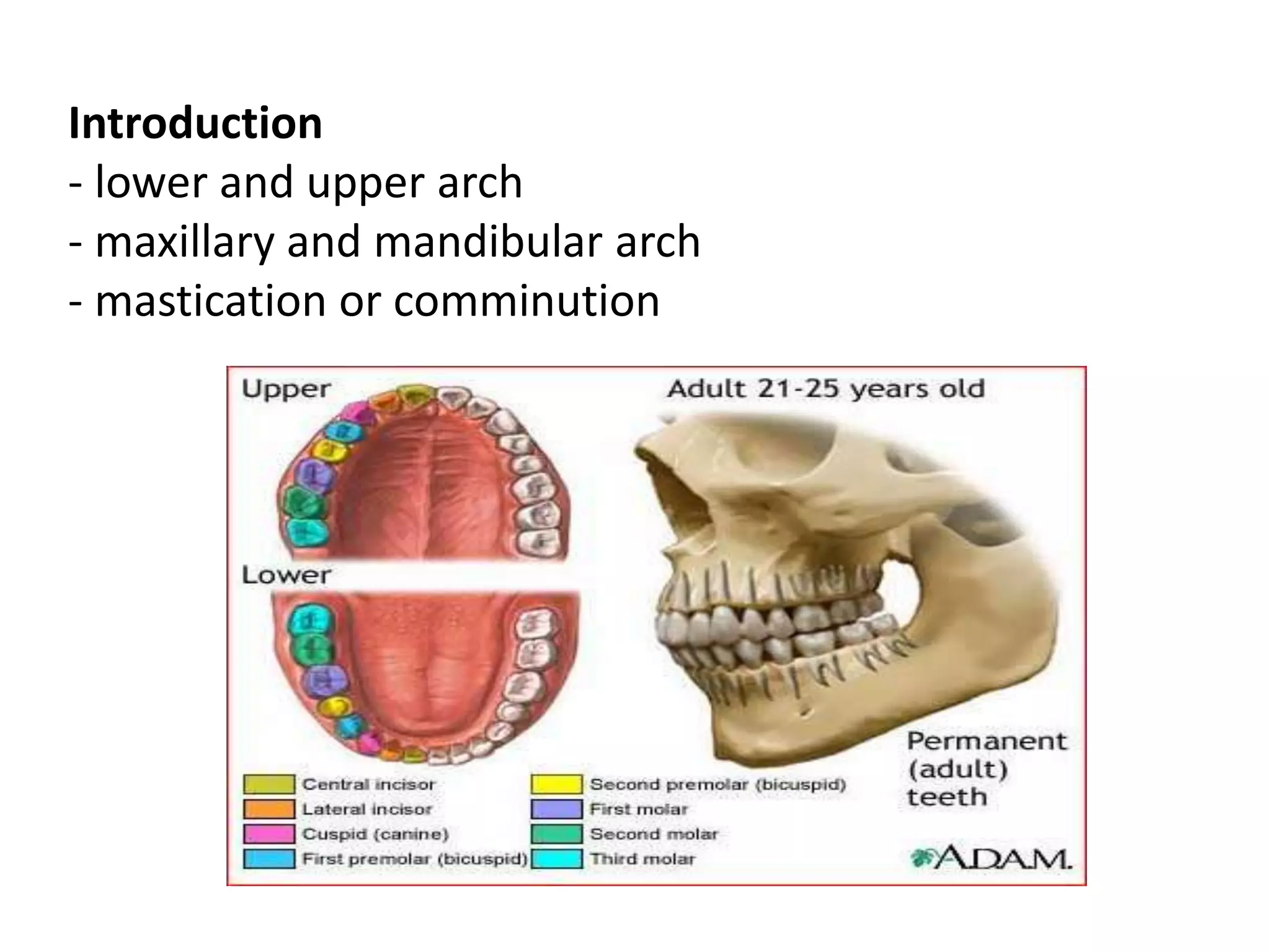 Anatomy and morphology of teeth | PPTX