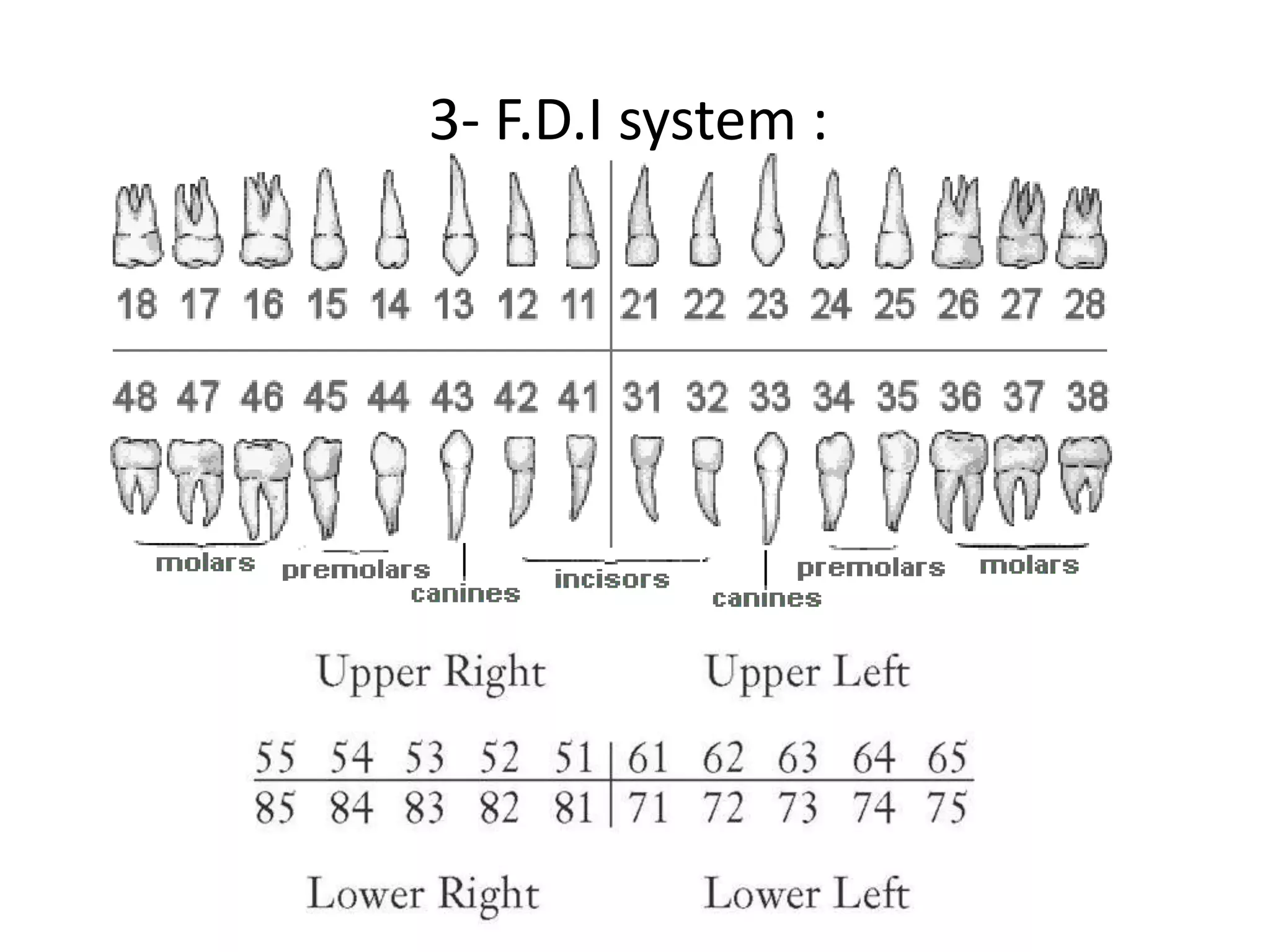 Anatomy and morphology of teeth | PPTX
