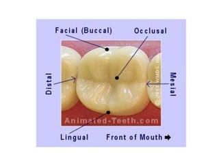Anatomy and morphology of teeth | PPTX