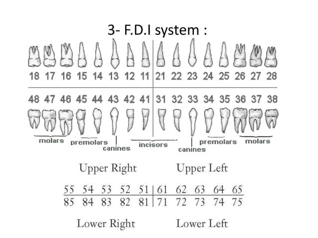 Anatomy and morphology of teeth