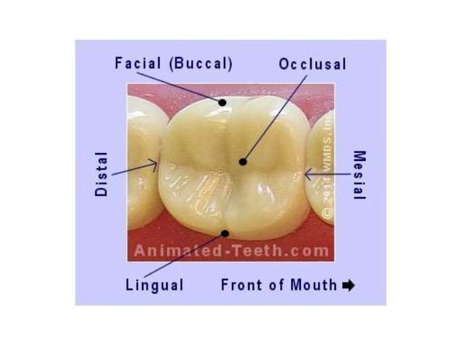 Tooth Anatomy And Morphology