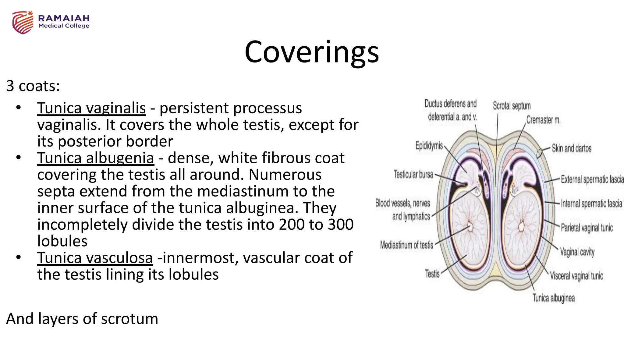 Anatomy,pathology testicular cancers.pdf