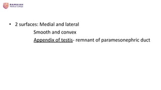 Anatomy,pathology testicular cancers.pdf