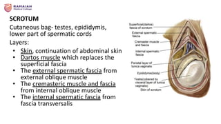 Anatomy,pathology testicular cancers.pdf