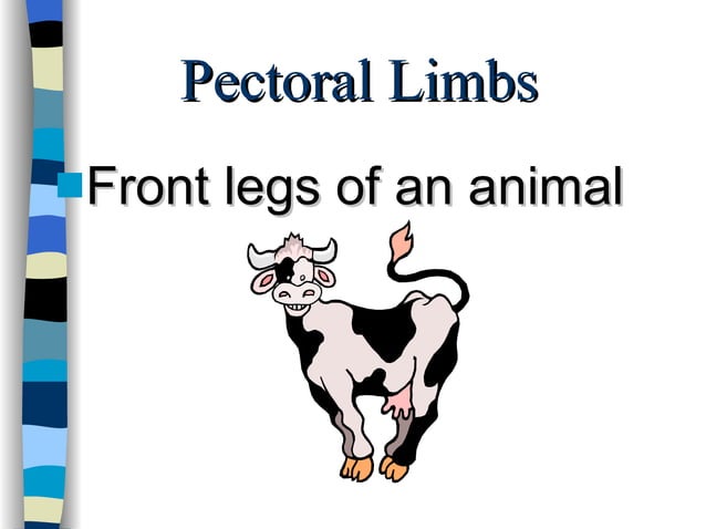 Large Animal Anatomy And Physiology | PPT