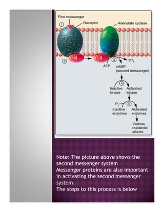Anatomy and physiology | PDF
