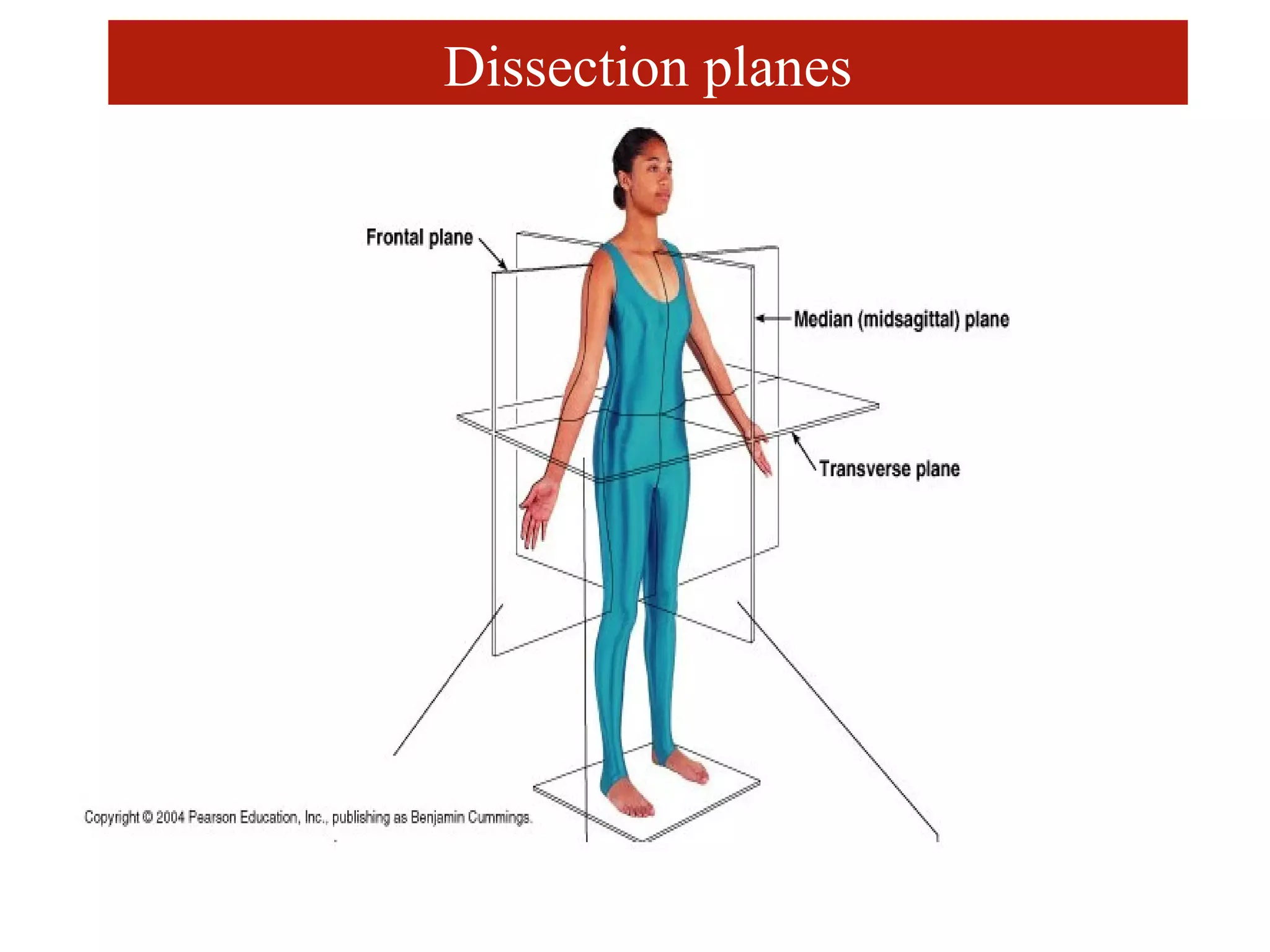 Anatomy and physiology | PPT
