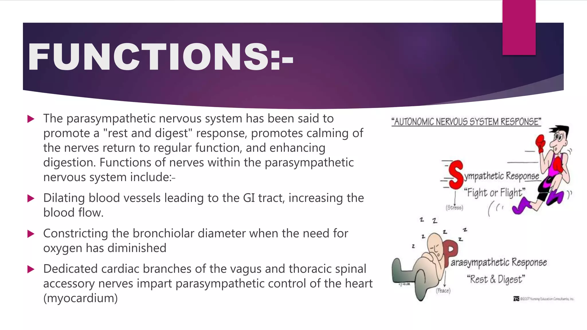 ANATOMY AND PHYSIOLOGY :- AUTONOMIC NERVOUS SYSTEM | PPTX