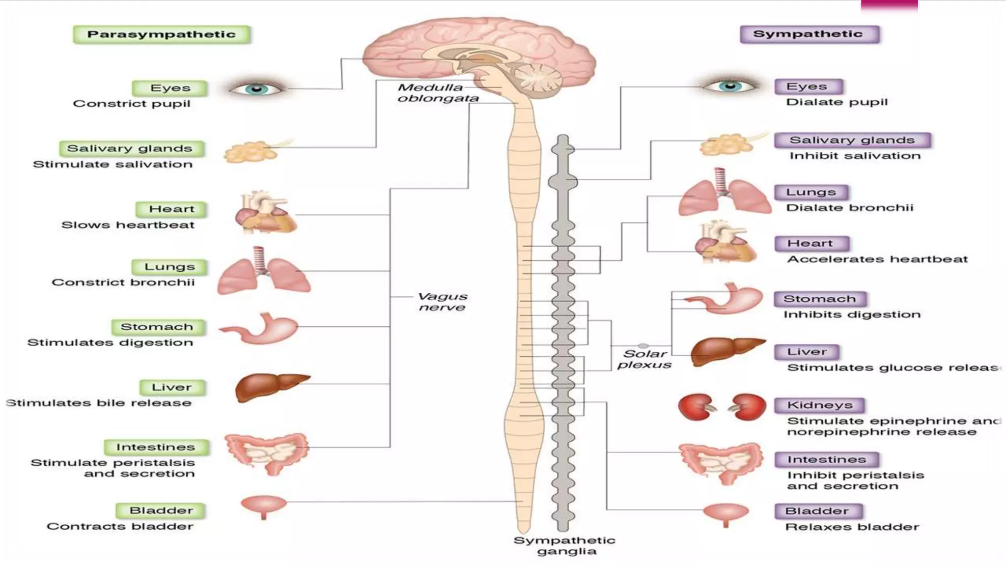 ANATOMY AND PHYSIOLOGY :- AUTONOMIC NERVOUS SYSTEM | PPT