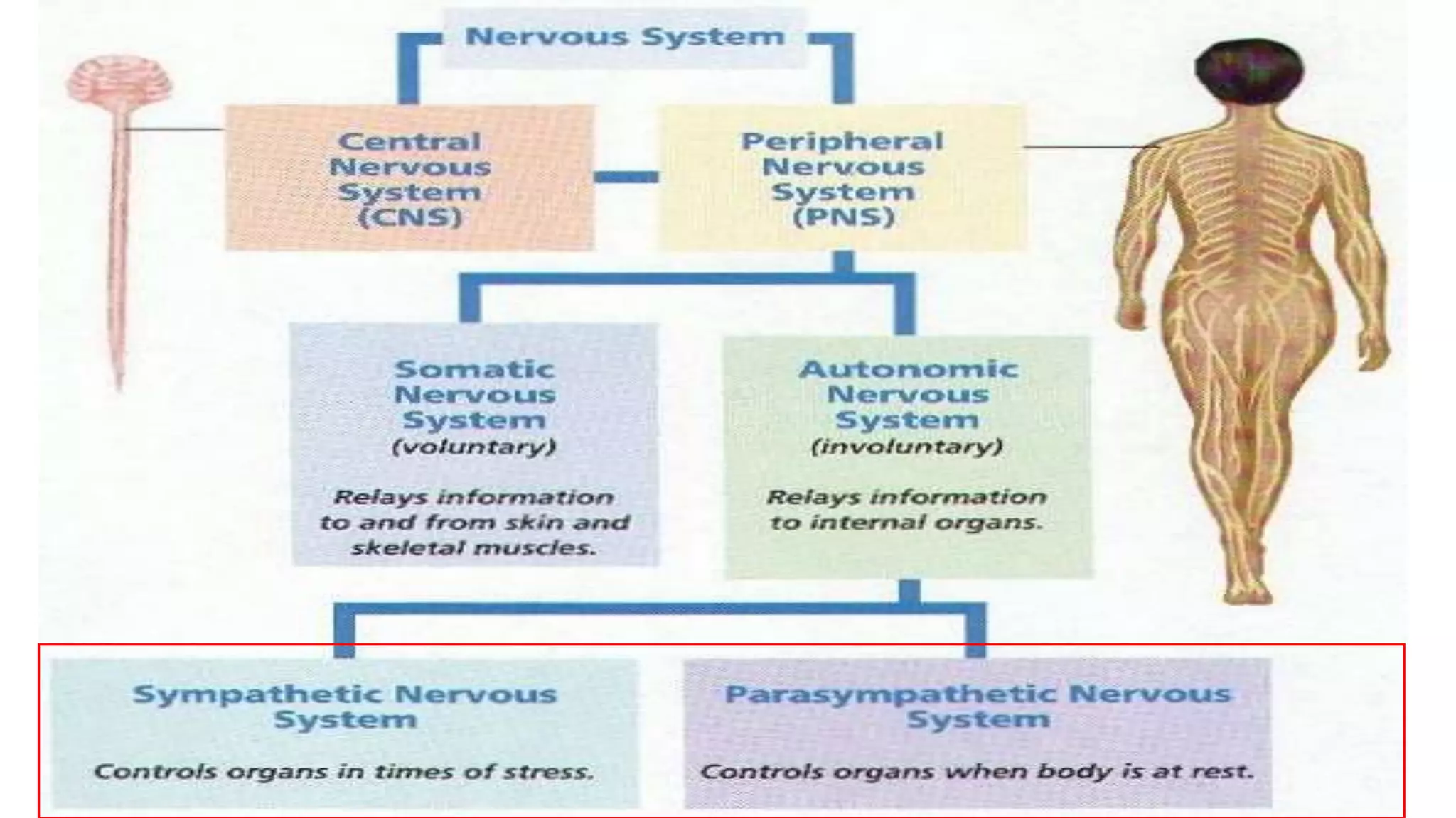 ANATOMY AND PHYSIOLOGY :- AUTONOMIC NERVOUS SYSTEM | PPT