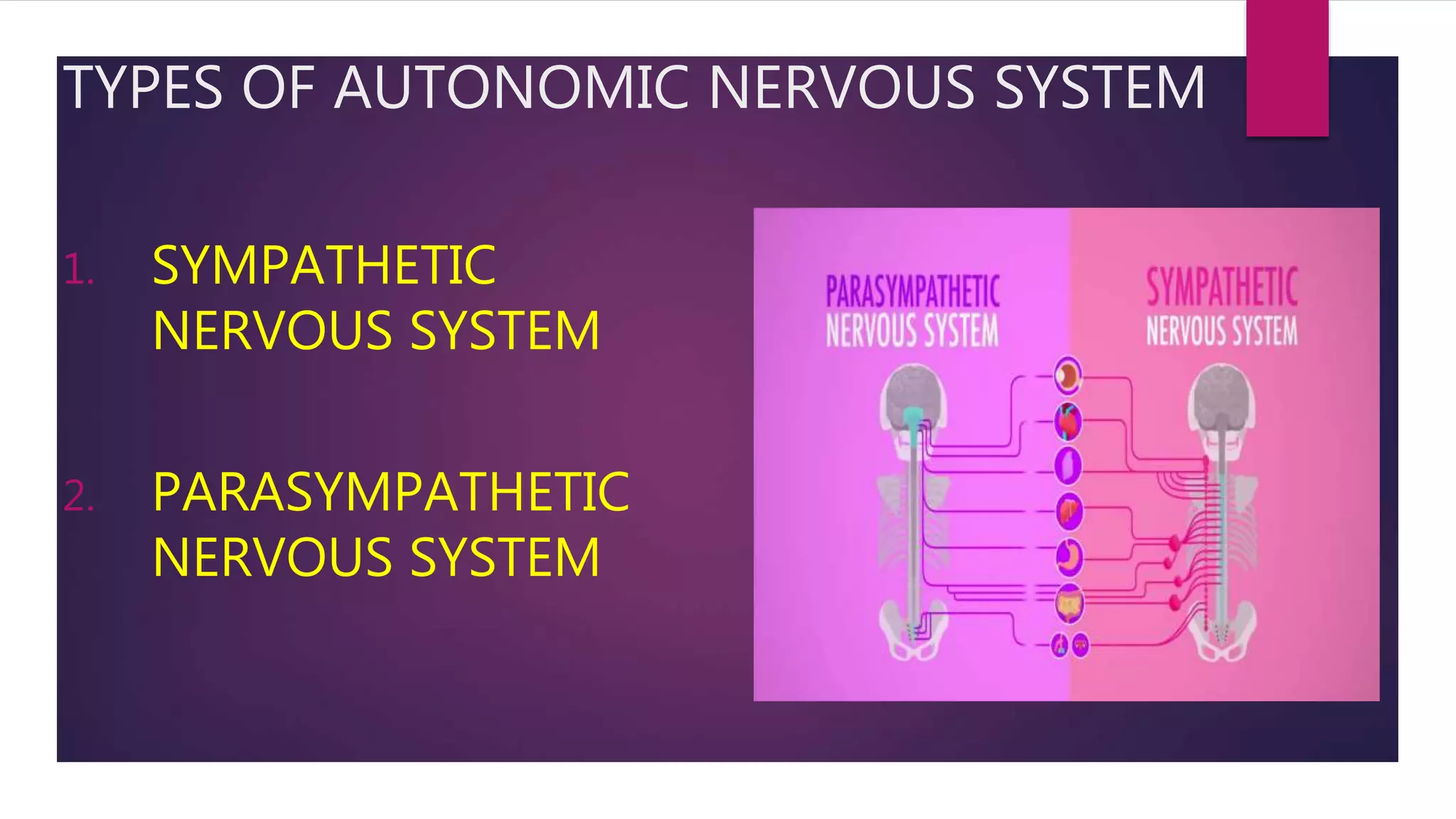 ANATOMY AND PHYSIOLOGY :- AUTONOMIC NERVOUS SYSTEM | PPT
