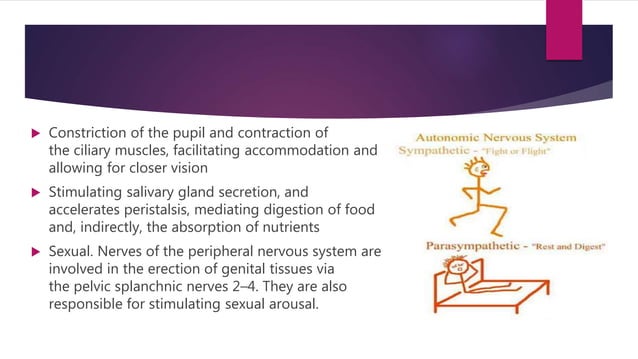 ANATOMY AND PHYSIOLOGY :- AUTONOMIC NERVOUS SYSTEM | PPT