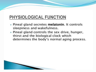 Anatomy and physiology of pancreas | PPTX