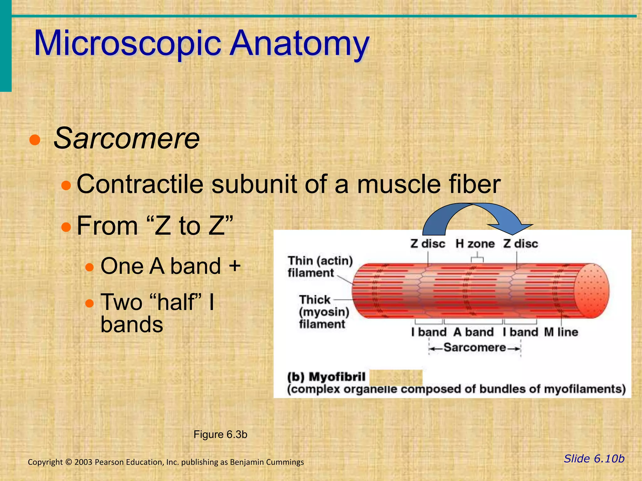 Anatomy and Physiology.pptx