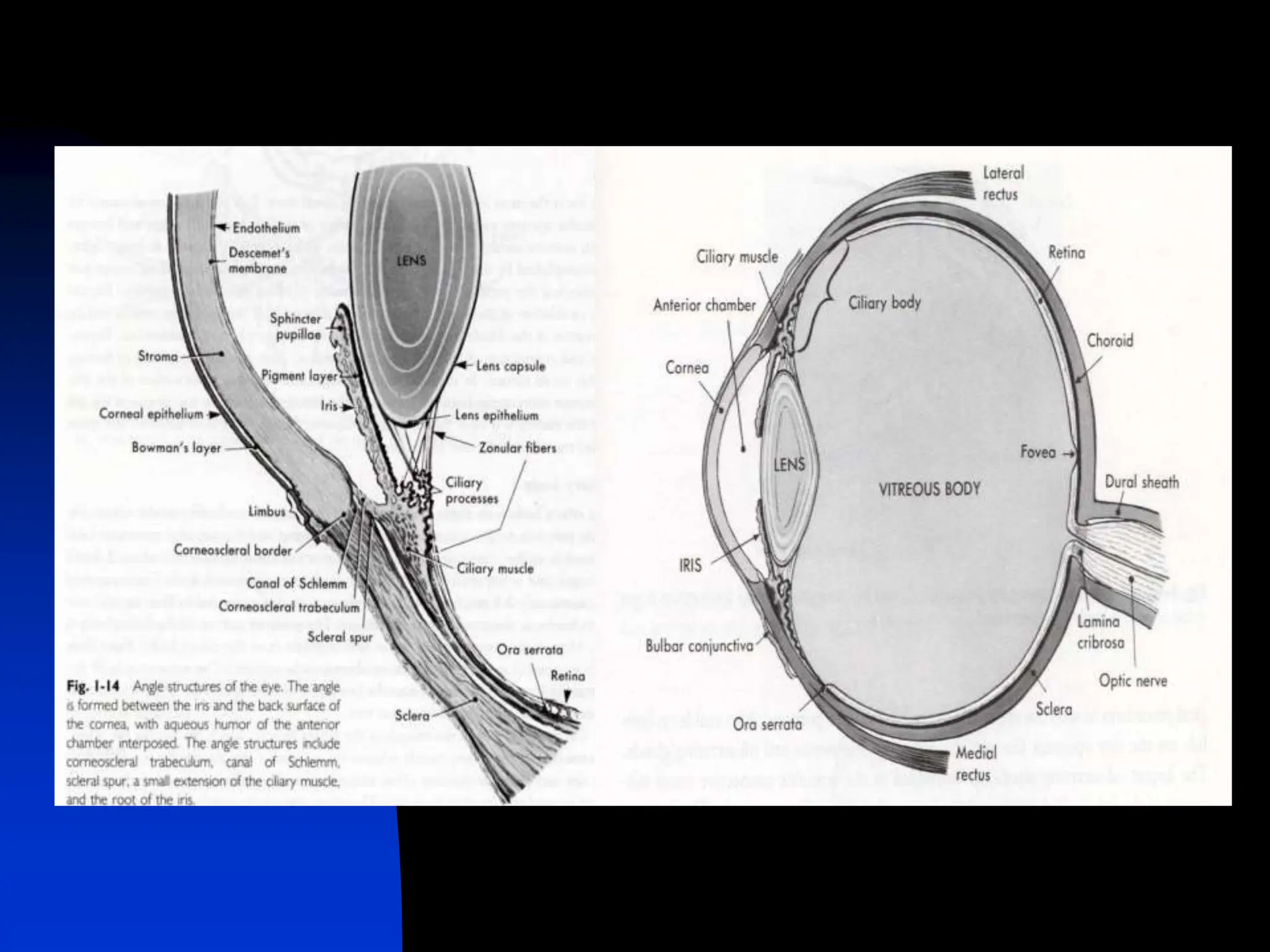Anatomy and Physiology.ppt of eye uploaded | PPT