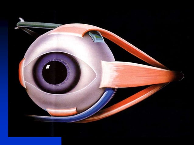 Anatomy and Physiology.ppt of eye uploaded | PPT