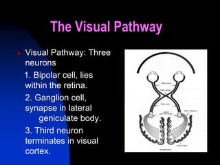 Anatomy and Physiology.ppt of eye uploaded | PPT
