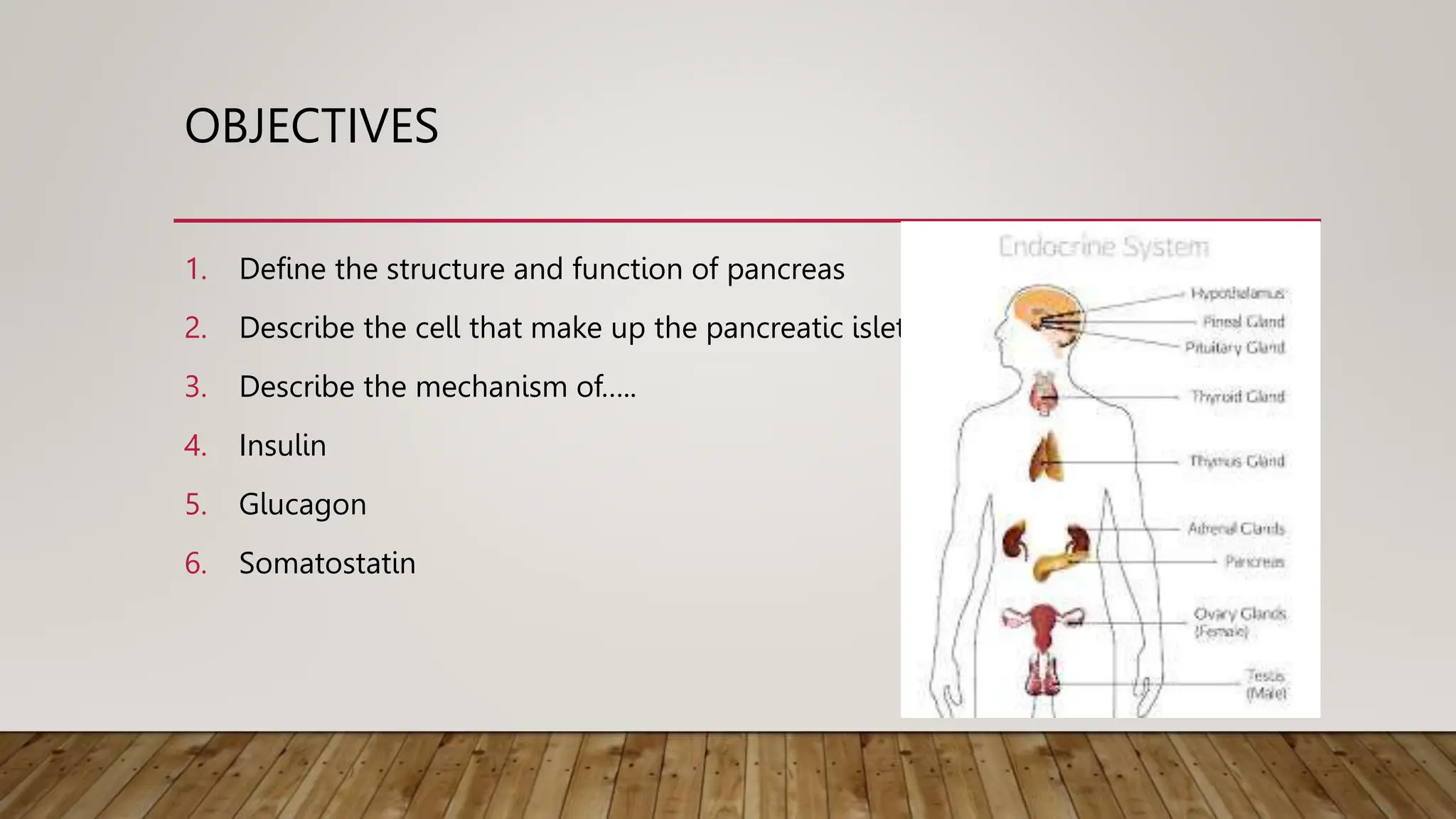 anatomy and physiology pancreas pptx.pptx