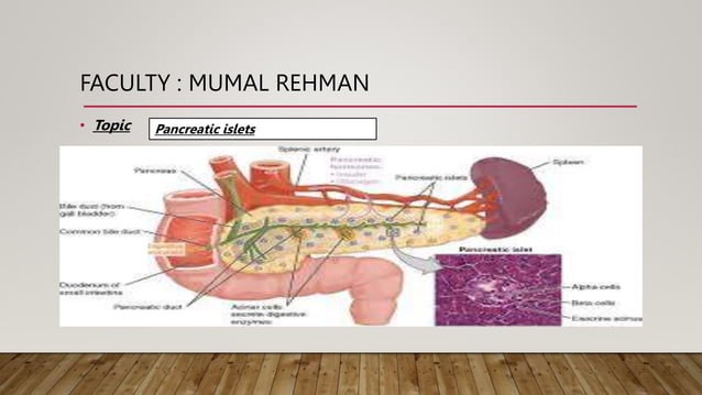 anatomy and physiology pancreas pptx.pptx