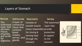 Basic Power Points on Anatomy and Physiology.pptx