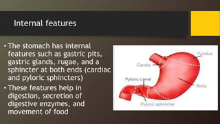 Basic Power Points on Anatomy and Physiology.pptx
