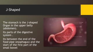 Basic Power Points on Anatomy and Physiology.pptx