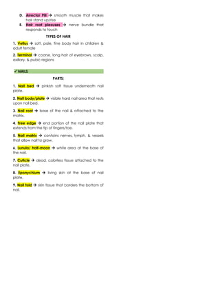 Anatomy and Physiology Integumentary System | PDF