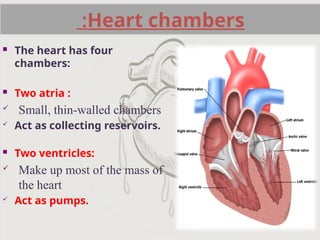 lecture on Anatomy and Physiology of heart | PPTX