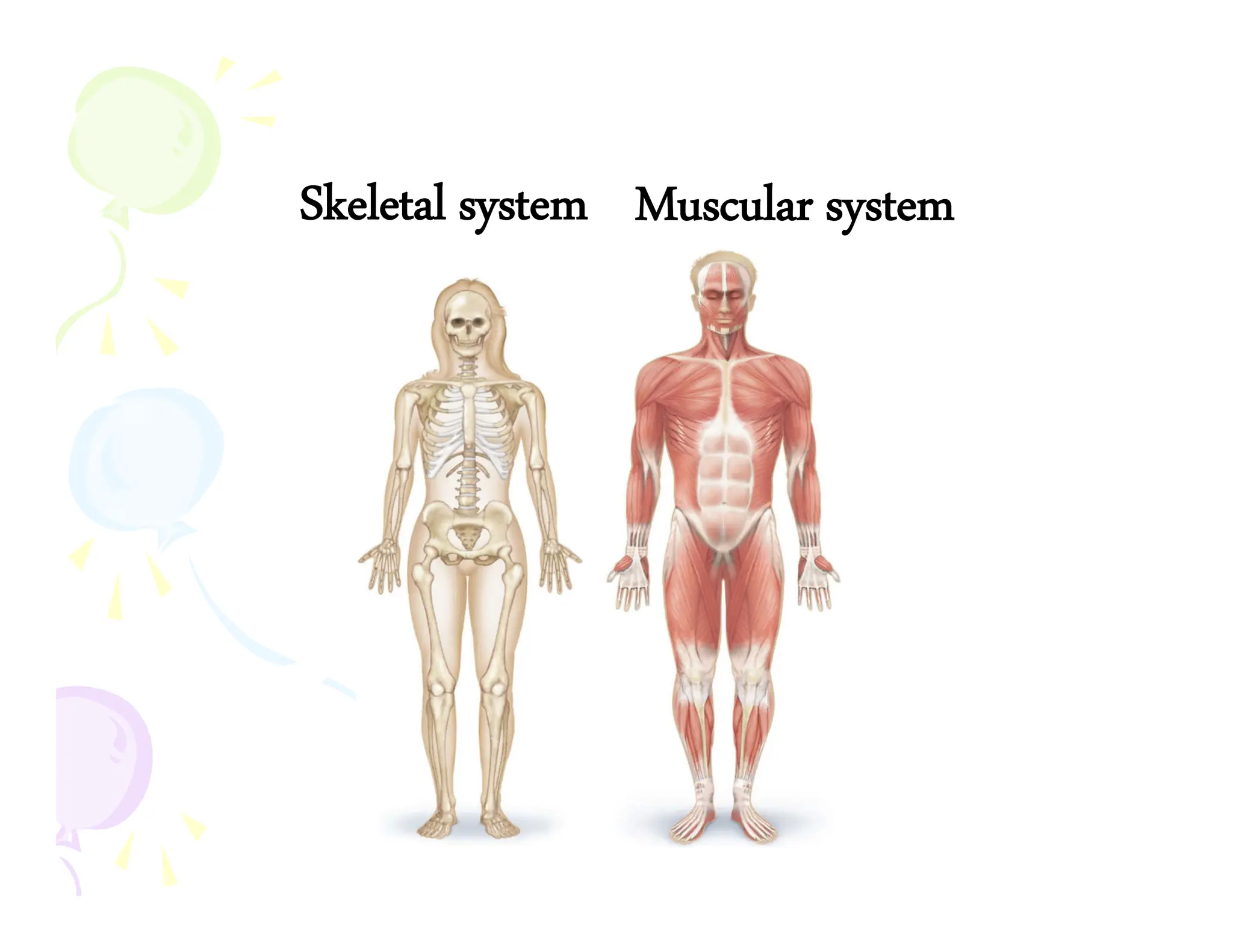 anatomy and physiology-lecture2.pdf