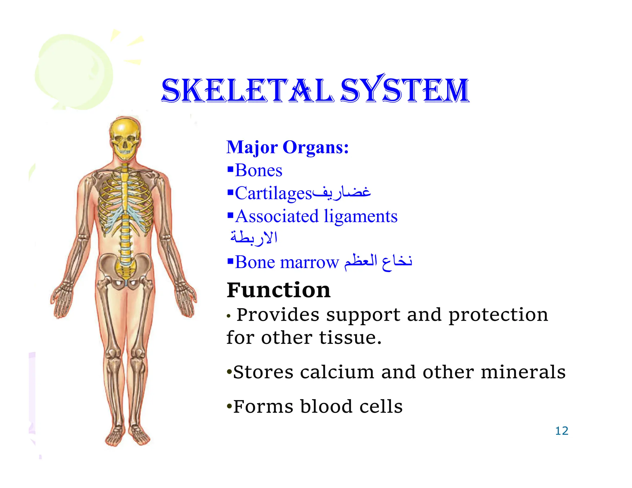 anatomy and physiology-lecture2.pdf