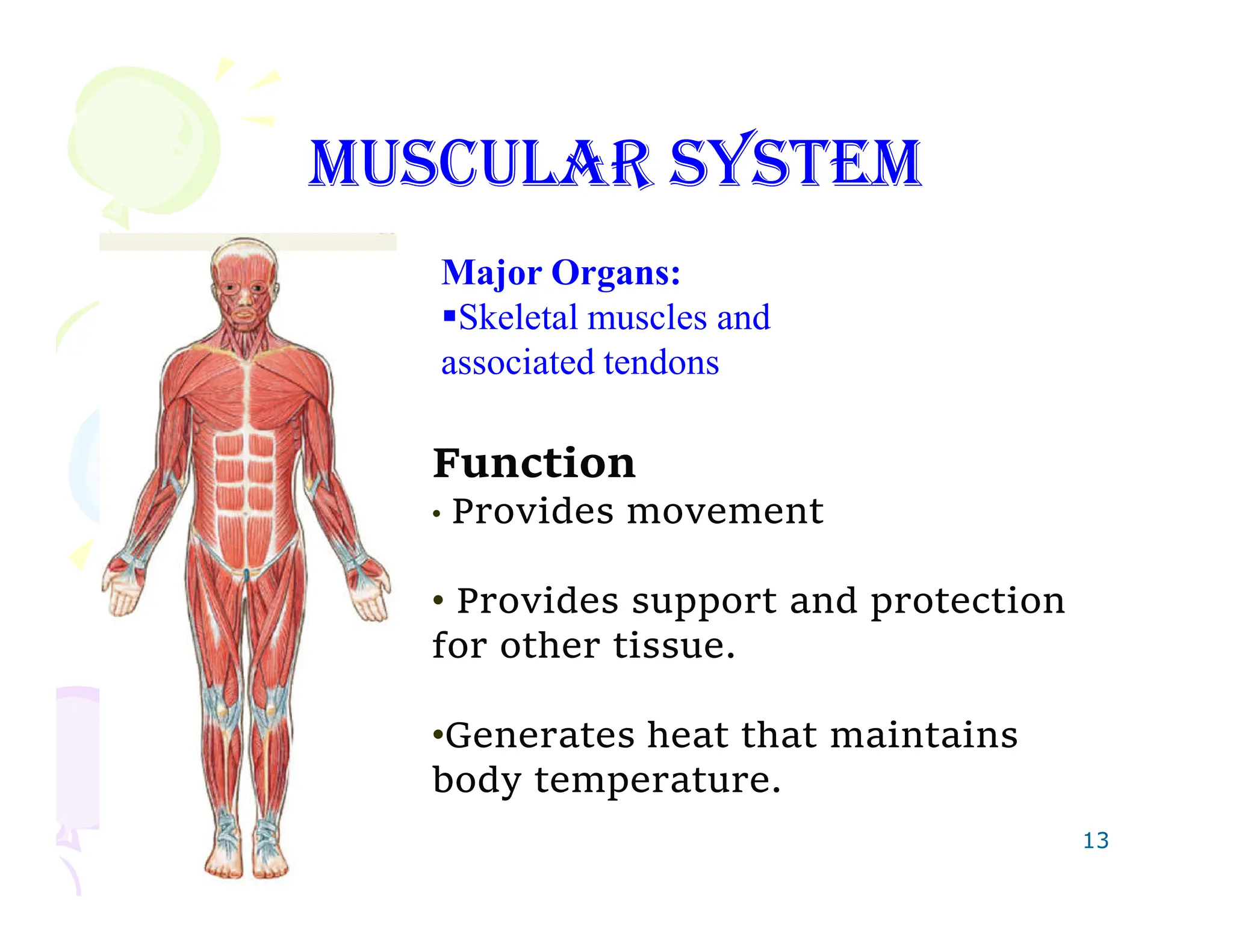 anatomy and physiology-lecture2.pdf