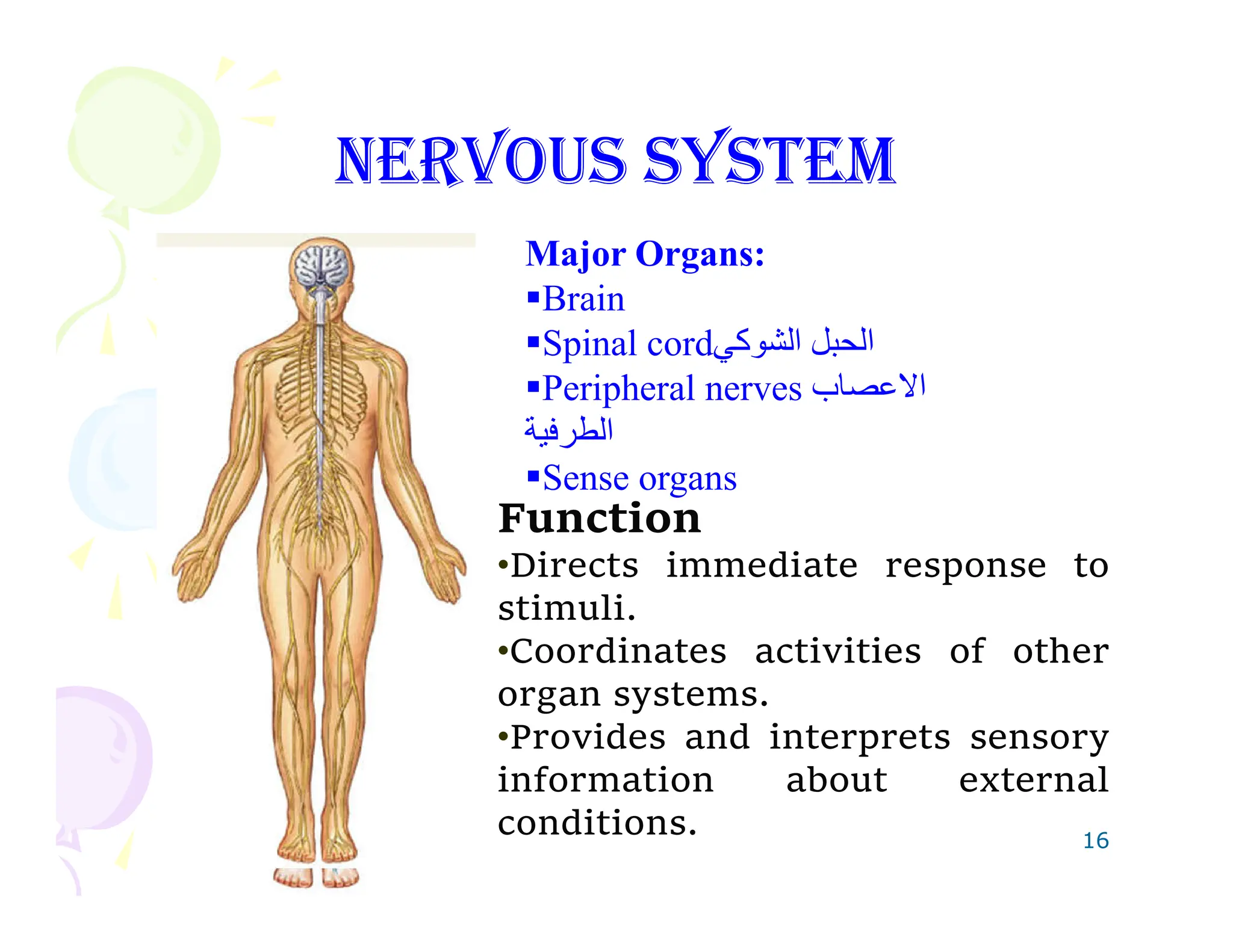 anatomy and physiology-lecture2.pdf