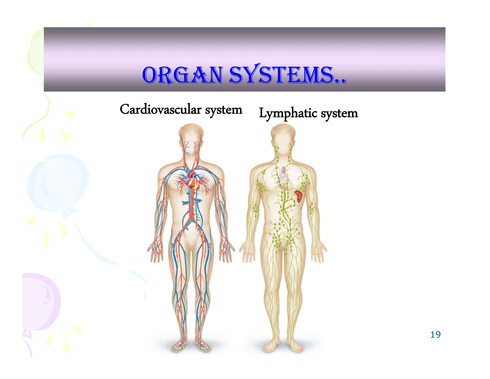 anatomy and physiology-lecture2.pdf