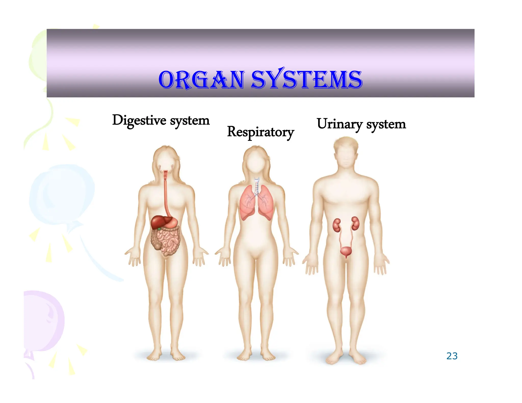 anatomy and physiology-lecture2.pdf