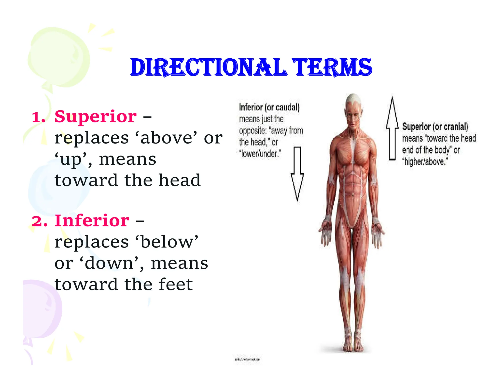 anatomy and physiology-lecture2.pdf