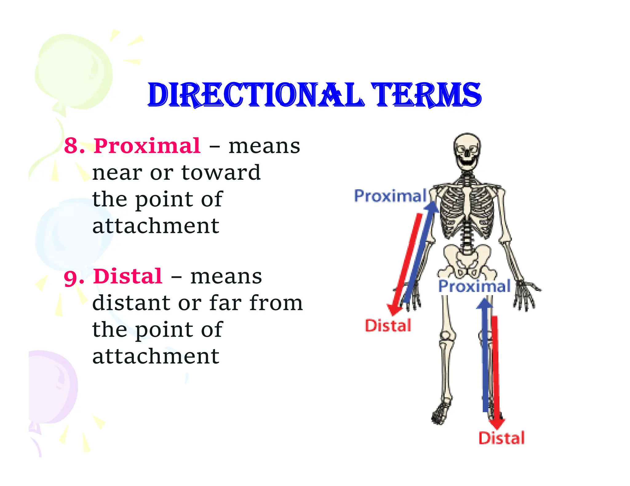 anatomy and physiology-lecture2.pdf