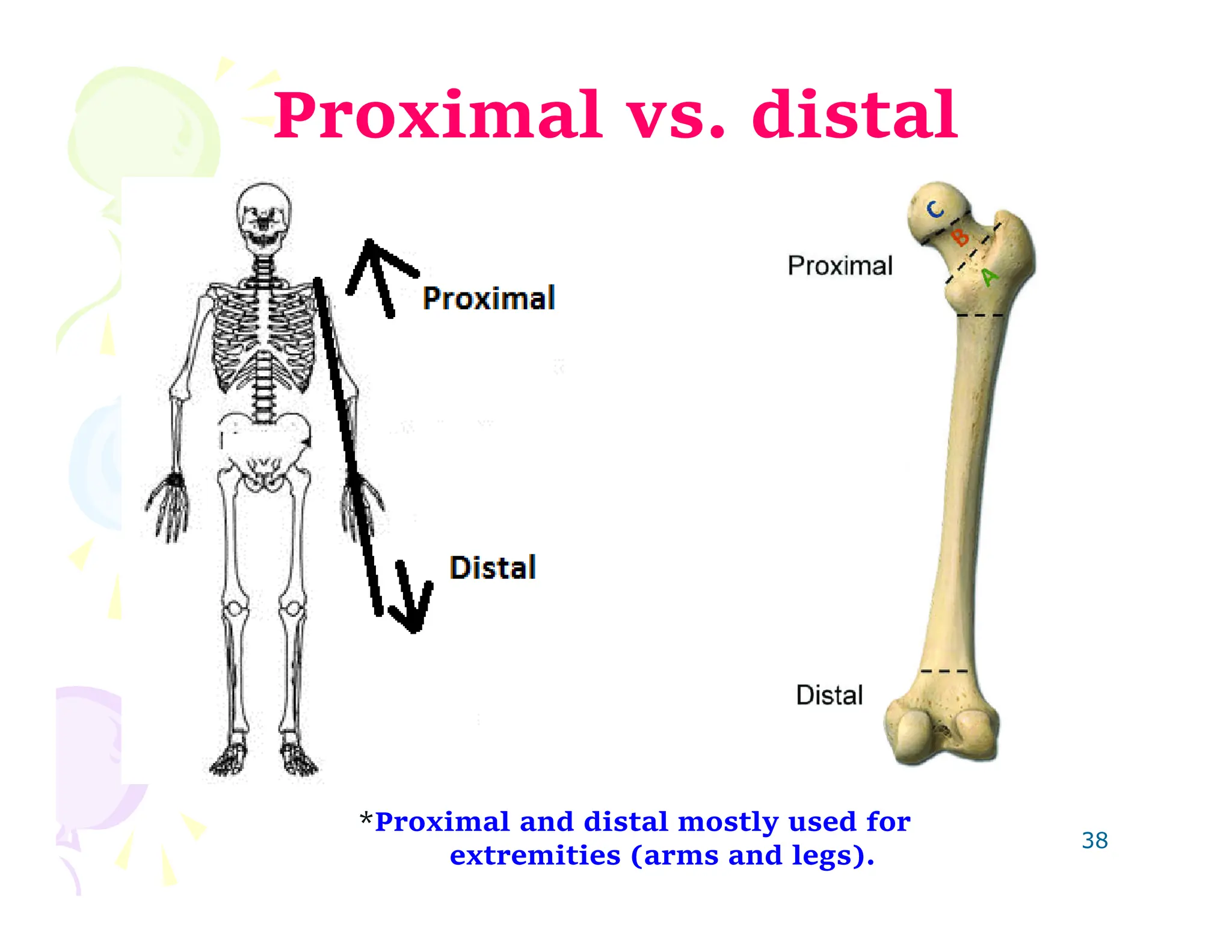 anatomy and physiology-lecture2.pdf