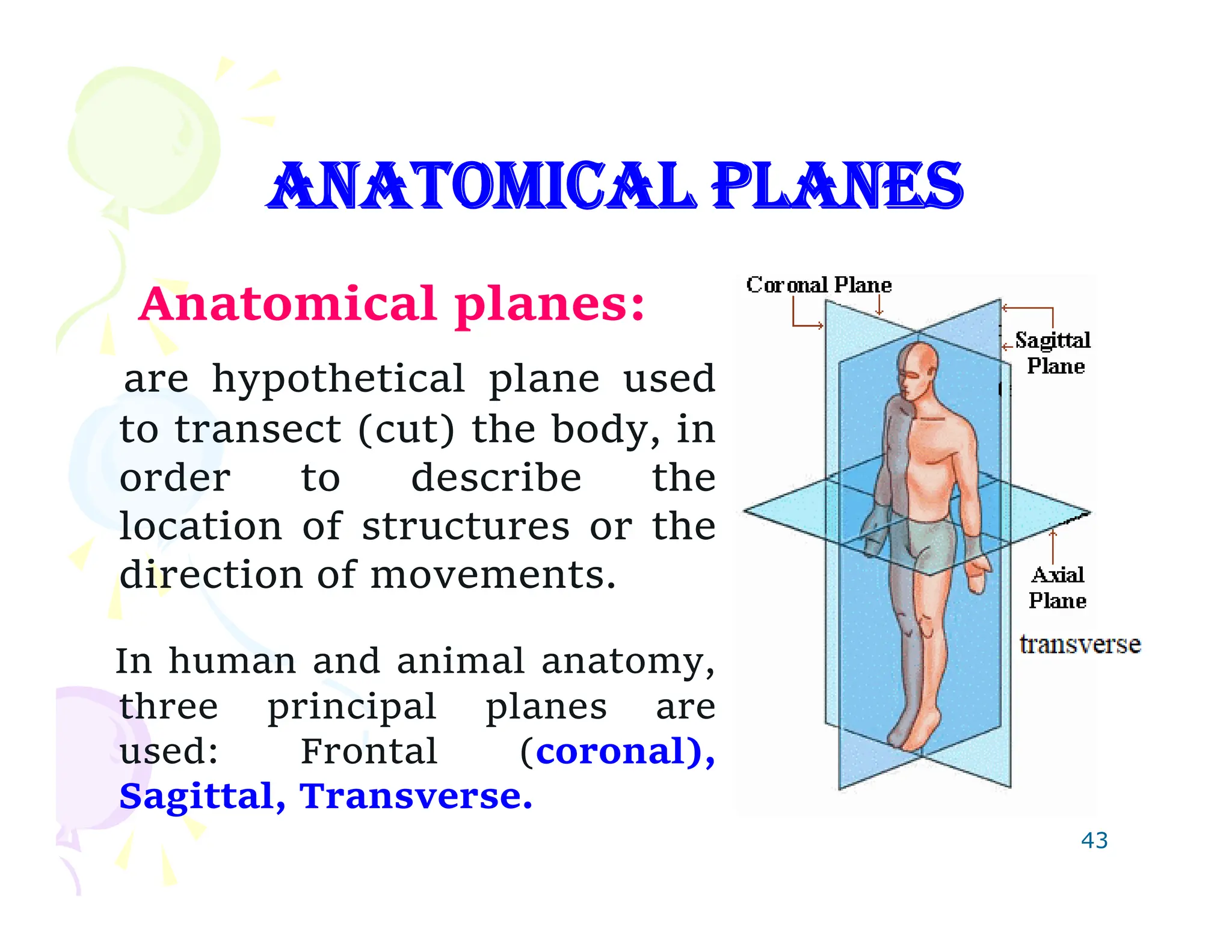 anatomy and physiology-lecture2.pdf
