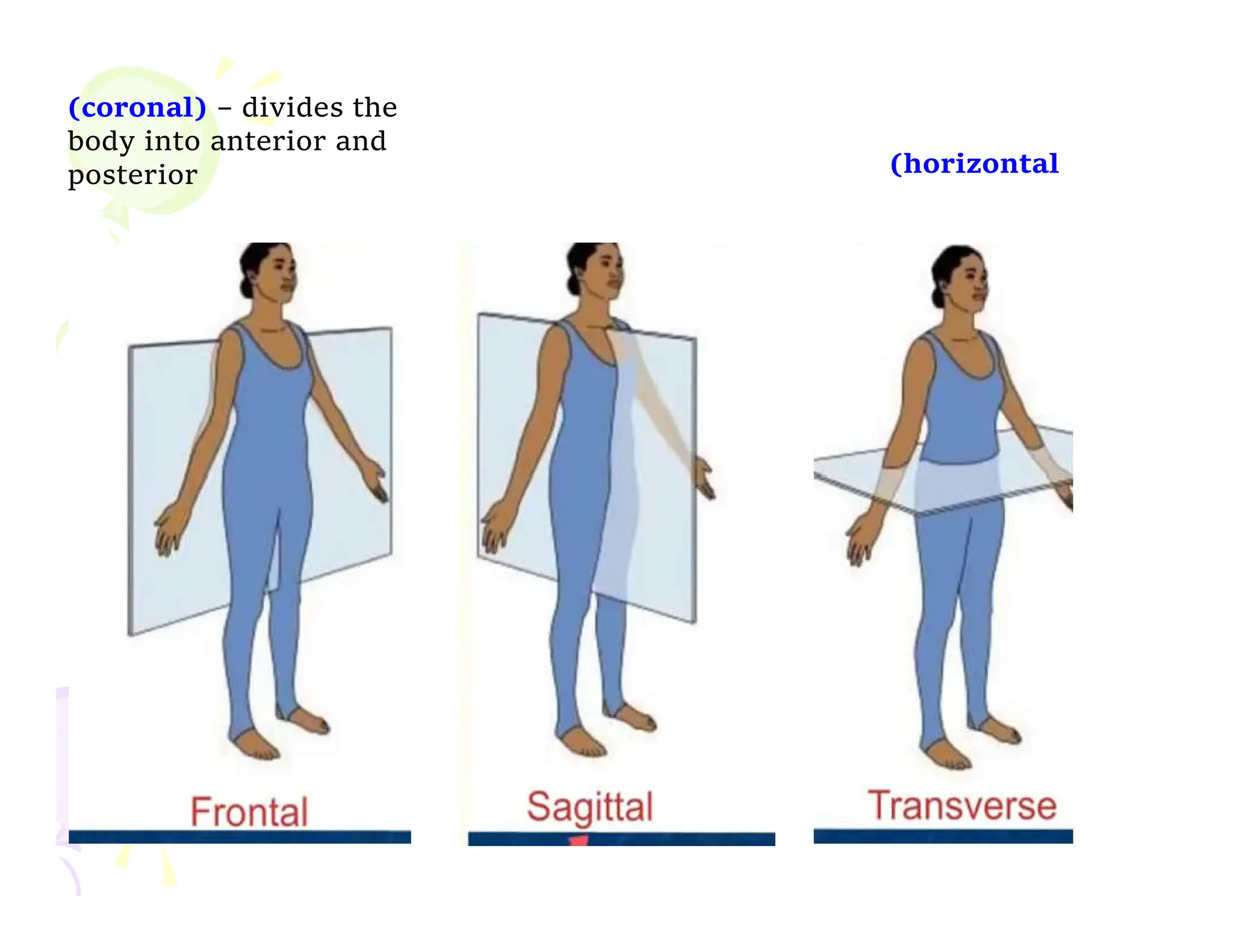anatomy and physiology-lecture2.pdf