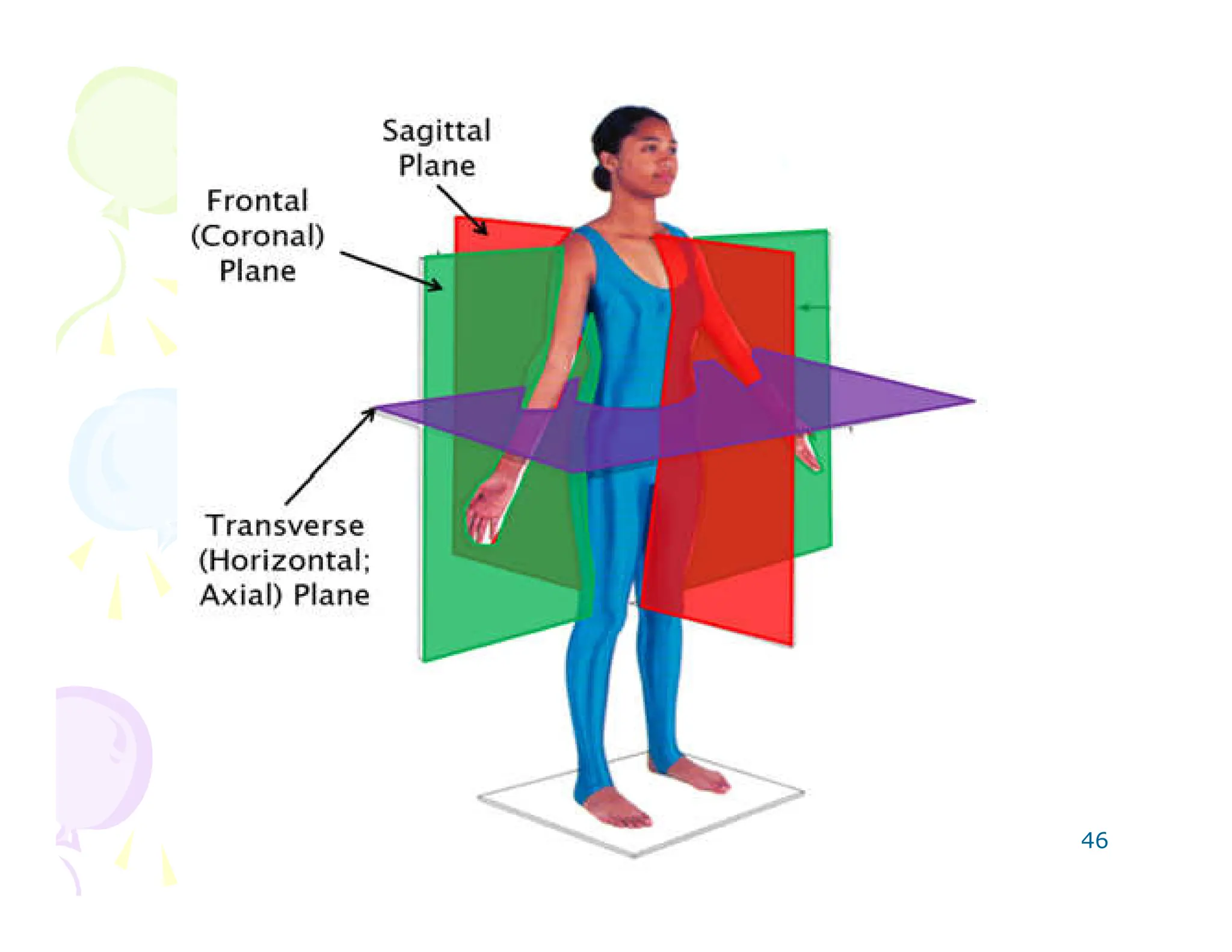 anatomy and physiology-lecture2.pdf